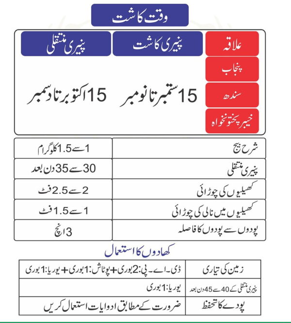 Jackpot F1-Hybrid Onion Seed-Asia Seed - Green Gold Agri Seeds(Pvt)Ltd