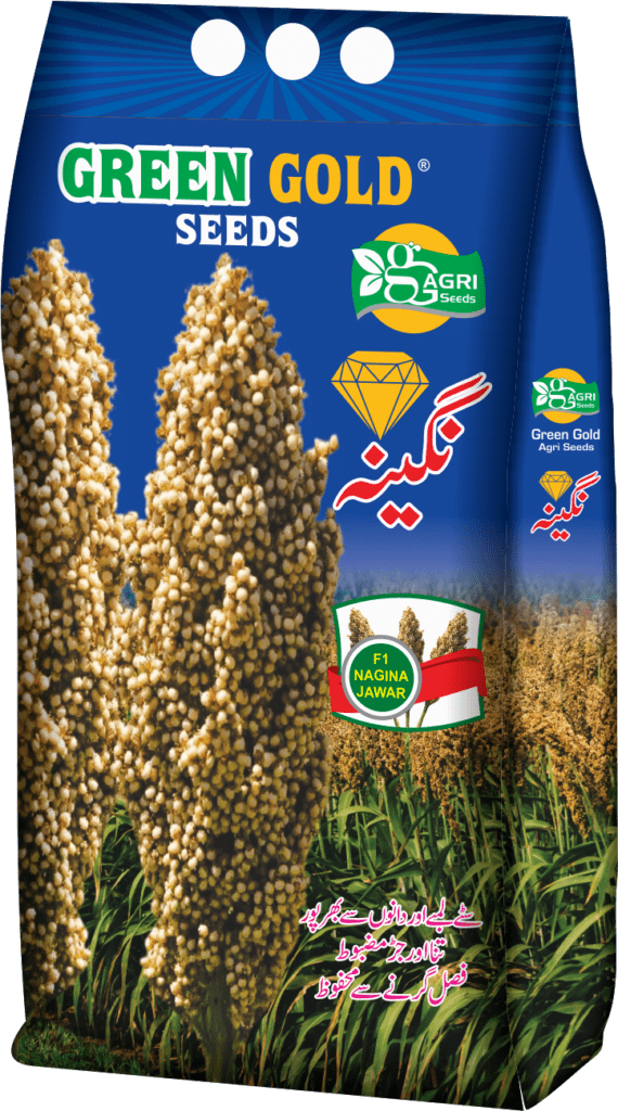 Nagina F1 Grain Sorghum - Green Gold Agri Seeds(Pvt)Ltd