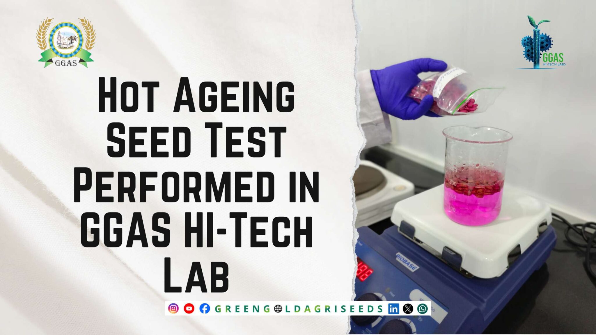 Hot-Ageing Seed Test Performed in GGAS HI-Tech Lab - Green Gold Agri ...