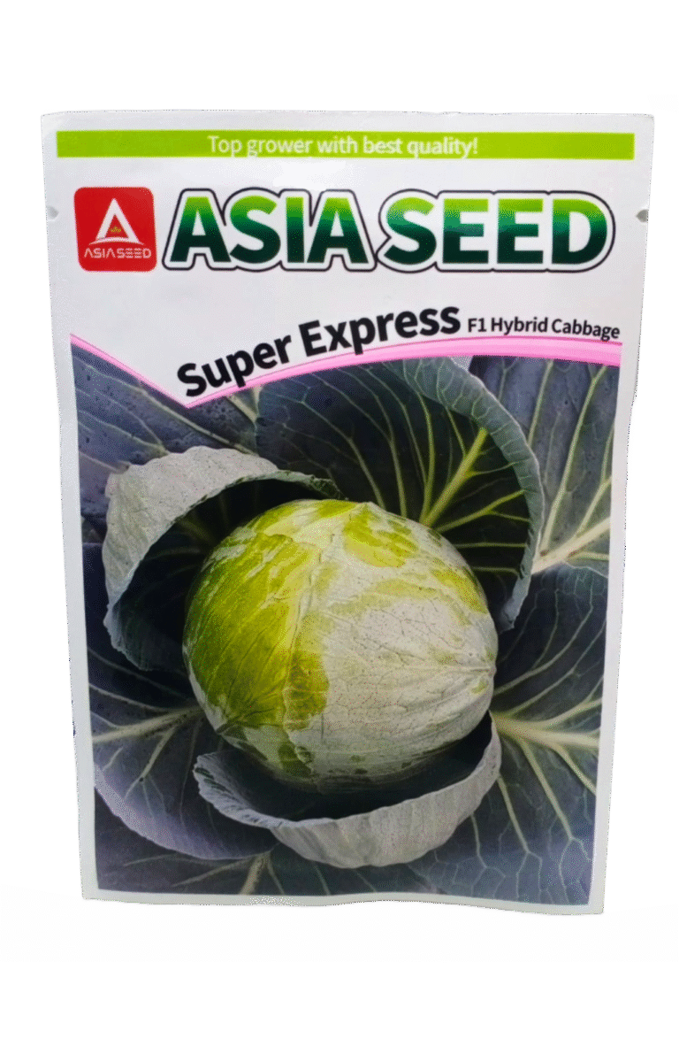 Asia Seed Super Express F1 Hybrid Cabbage Seed - Green Gold Agri Seeds ...