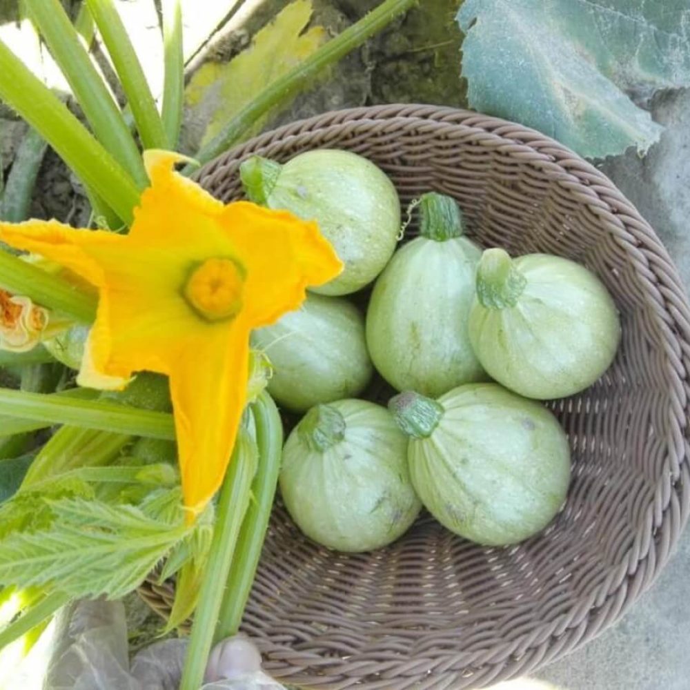 Spinach - Green Gold Agri Seeds(Pvt)Ltd