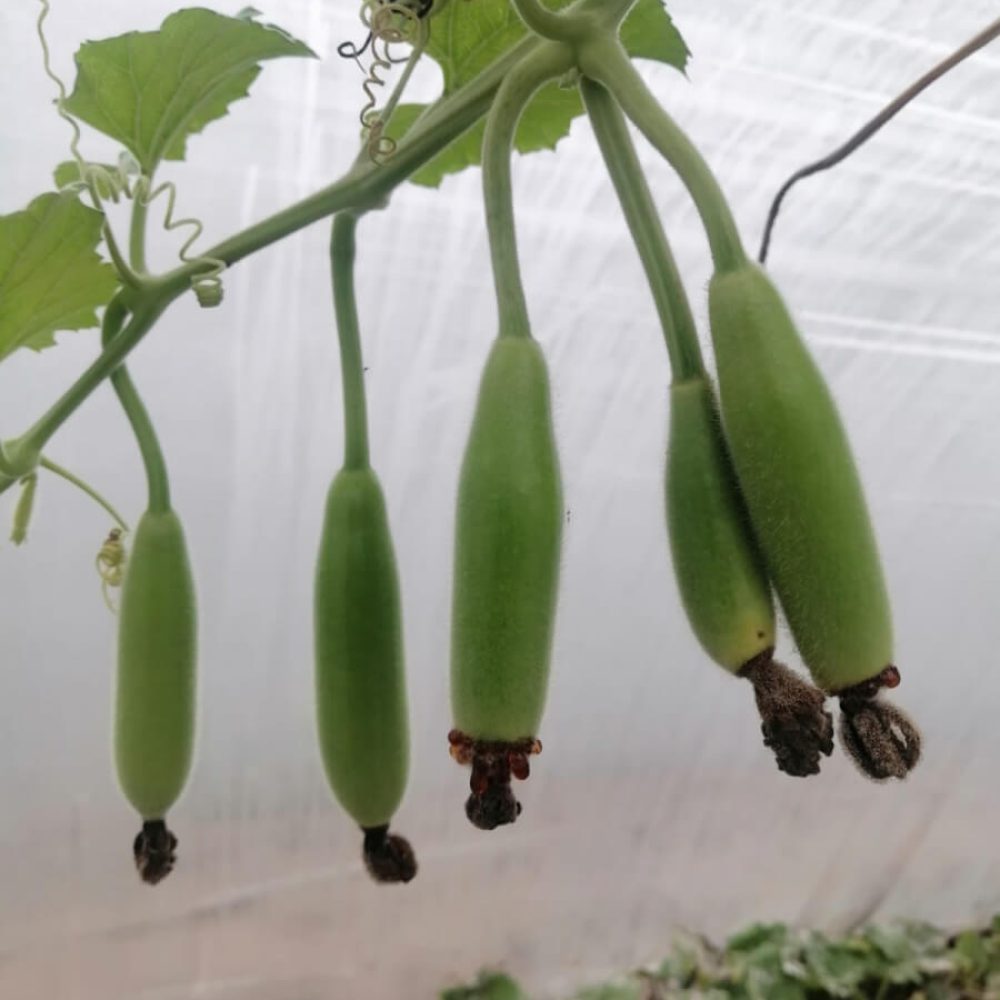 Squash Production - Green Gold Agri Seeds(Pvt)Ltd